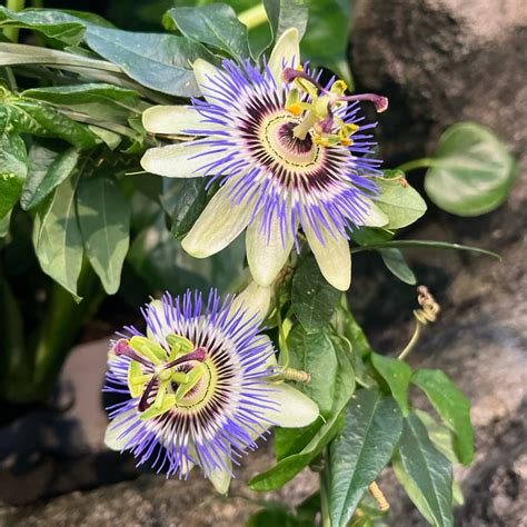 Passiflora Caerulea Blå Passionsfrukt Blomsterfamiljen