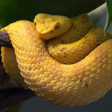 What Reptile Lives In The Amazon Rainforest Diy Seattle