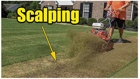 Scalping Bermuda Lawns Bermuda Grass Care