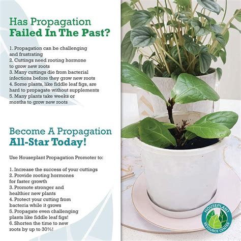 Buy Houseplant Propagation Promoter And Rooting Hormone Root Stimulator