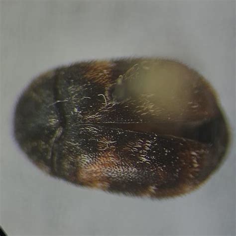 Trogoderma Simplex From Alberta Trogoderma Simplex Bugguide Net