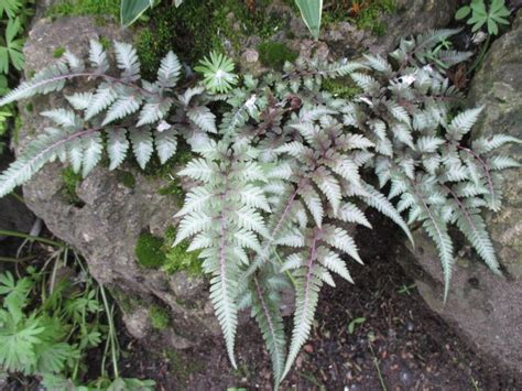 11 Best Companion Plants For Hardy Fern Ground Cover In Shady Areas