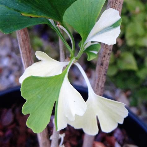 Ginkgo Biloba 40 Varieties 22 Mundi Plantarum