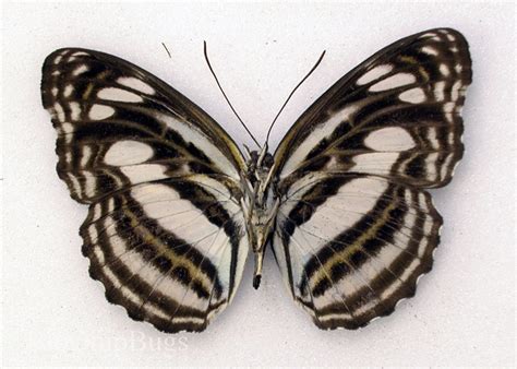 Athyma Gutama Bioquipbugs