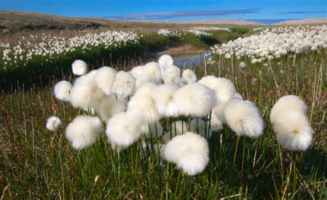 The Beautiful Flowers Of The Arctic Unusual Plants Weird Plants