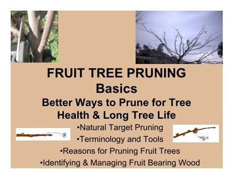 Fruit Tree Pruning Basicspdf