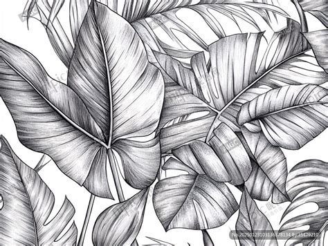Ai创作图热带植物线描 手绘大蕉 手绘芭蕉叶 线描芭蕉叶 手绘黑白线描芭蕉 手绘芭蕉芋 手绘紫萁 热带雨林线描 手绘芭蕉 手绘龟背竹 植物黑白