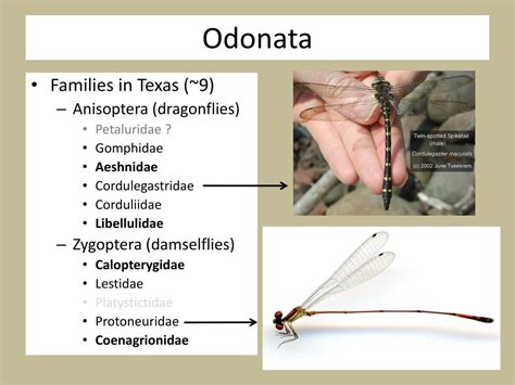Ppt Insect Taxonomy Pt 1 Powerpoint Presentation Free Download Id
