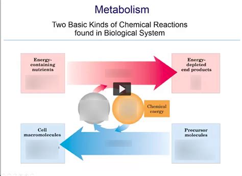 Week 1 Metabolism Diagram Quizlet
