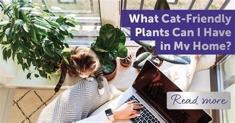 What Cat Friendly Plants Can I Have In My Home