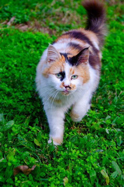 40 000 Bästa Tecknade Katter Foton · 100 Gratis Nedladdning · Pexels