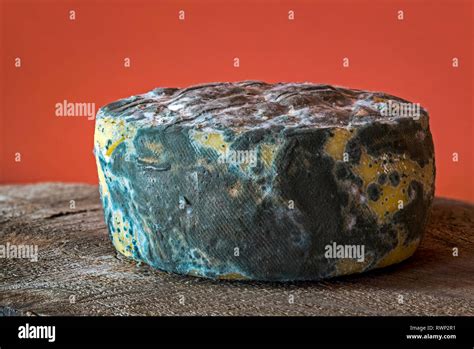 A Small Round Of Cheese With Mould Around Its Crust On A Wooden Piece