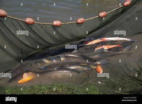 Fresh Water Fish In Net Grass Carp Or White Amur Ctenopharyngodon