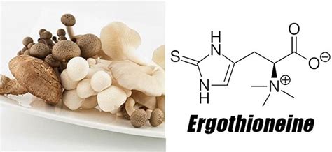 What Does Ergothioneine Do In The Body News