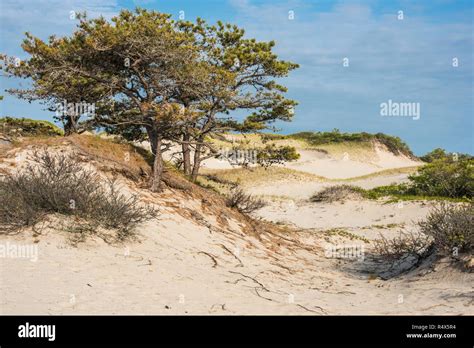 Cape Cod Landform