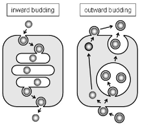 Orientation Of Membrane Budding Events Inward Budding Allows Vesicular