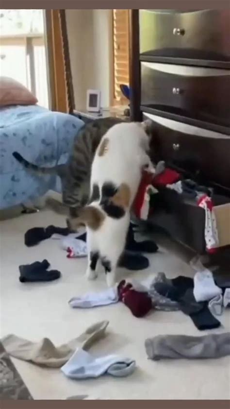 Cats Working Together Cat Doing Chores Cats Getting In Trouble Cat