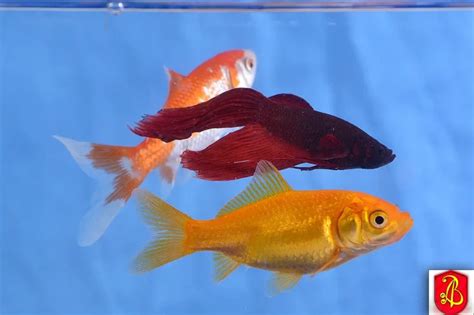 Goldfish Facts Diet Habitat And Pictures On Animaliabio