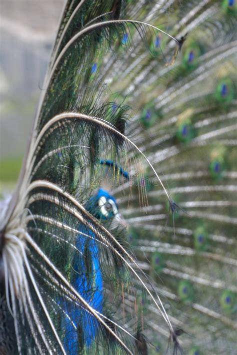 Blue Peacock Stock Image Image Of Indian Feathers 279368635