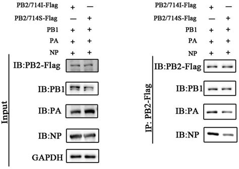 The Pb2 I714s Mutation Influenced Mammalian Adaptation Of The H3n2