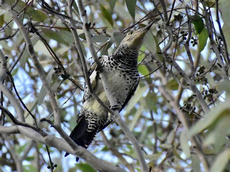 Pitio Colaptes Pitius