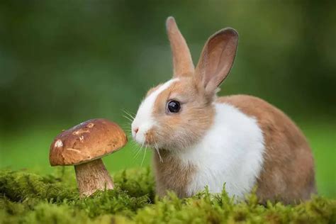 Can Your Rabbit Eat Mushrooms Facts And Food Alternatives Here Bunny