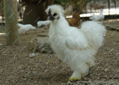 Premium Photo White Furry Chicken Rooster Or Silkie Walking On The Farm
