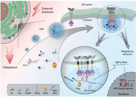Nat Cell Biol 武汉大学刘勇团队揭示内质网应激中ire1α集群形成与细胞应激颗粒组装的耦合机制腾讯新闻