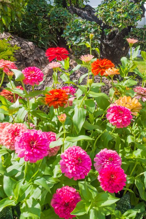 The Best Summer Flowers To Brighten Your Garden Simplymarla