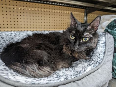 Rip Miya Sende Me Cat Pictures Preferably Voids R Cats