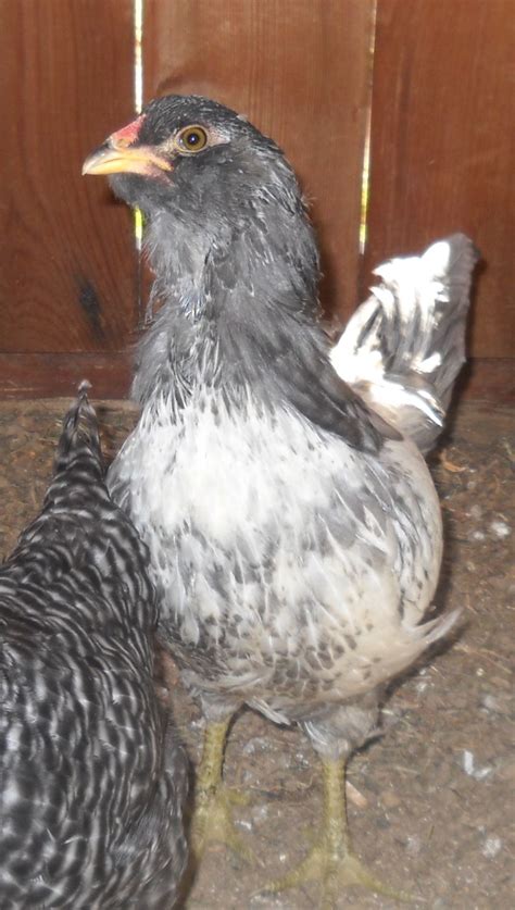 7 Week Easter Egger Pullet Or Roo Backyard Chickens Learn How To