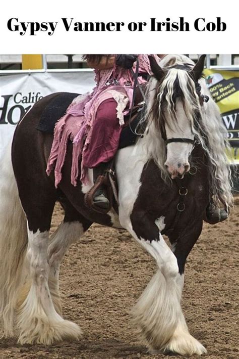 Gypsy Vanner Or Irish Cob Colors And Characteristics