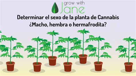Identificar Las Plantas De Cannabis Macho Hembra Y Hermafrodita