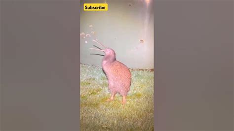Creepiest Sound Of Kiwi Bird Call Shorts Sound Youtube