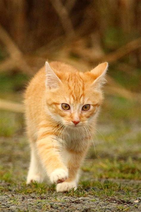 Orange Tabby Cat Pets Society
