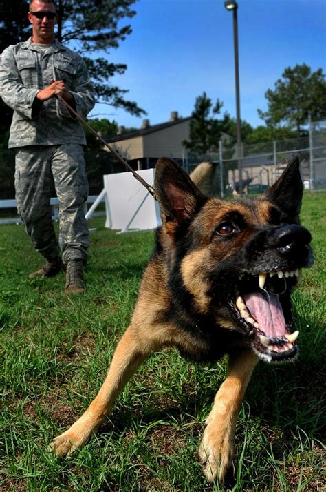 German Shepherd Aggression Attacking And Biting An Info Guide