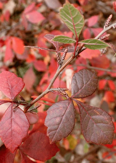 Fragrant Sumac Native Gardeners