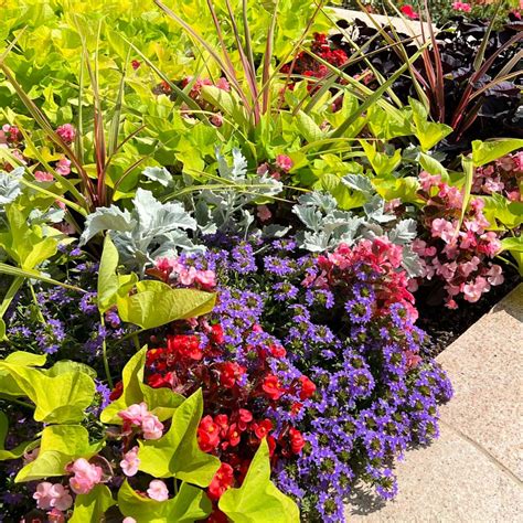 Your Guide To Growing Sage Like A Pro Flower Patch Farmhouse