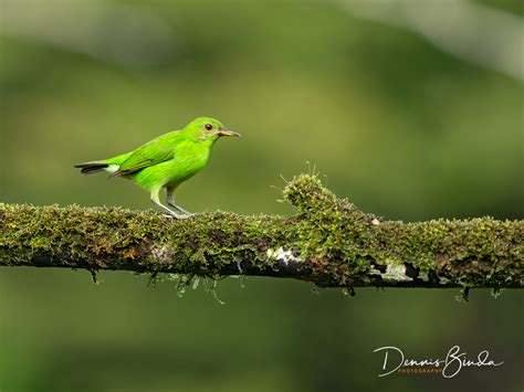 Costa Rica Birds Dennis Binda Wildlife Photography