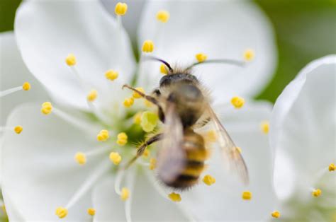 Pollination Or The Sex Life Of Flowers