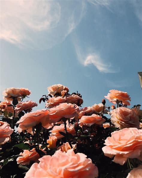 Aesthetic Flowers Iphone Wallpapers Top Free Aesthetic Flowers Iphone