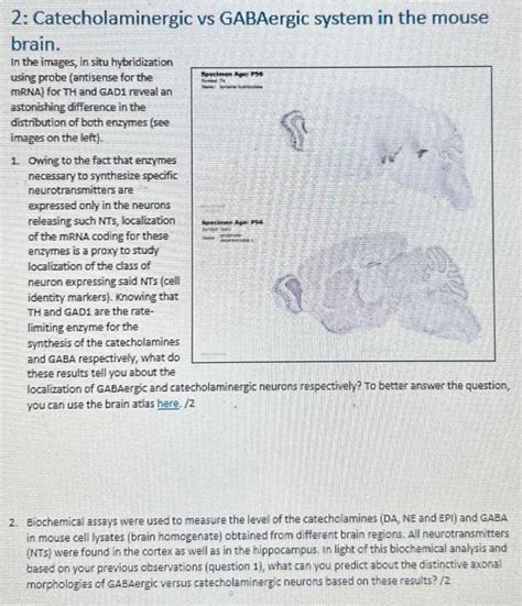 Solved 2 Catecholaminergic Vs Gabaergic System In The Mouse