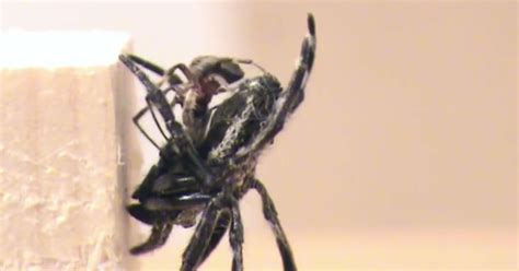 Spider Behaviors Include Oral Sexual Encounters Says New Study Canada Journal News Of The World