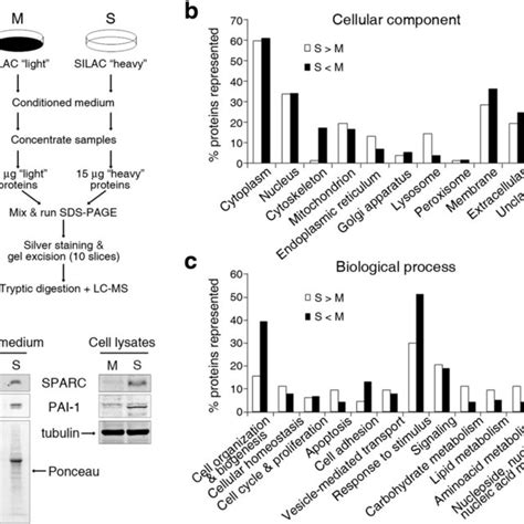 Sparc Is The Secreted Protein Most Abundantly Produced By S Cells