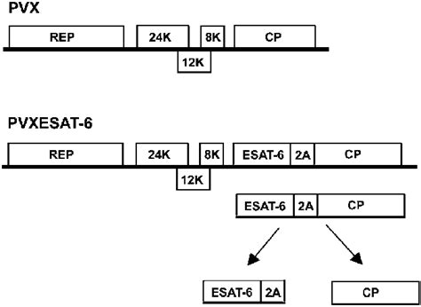 Schematic Representation Not To Scale Of The Wild Type Pvx And Download Scientific Diagram