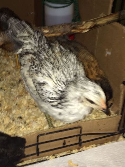 Silver Easter Egger Backyard Chickens Learn How To Raise Chickens