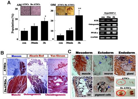 Determination Of Adipogenic Osteogenic And Muscle Differentiation Download Scientific Diagram