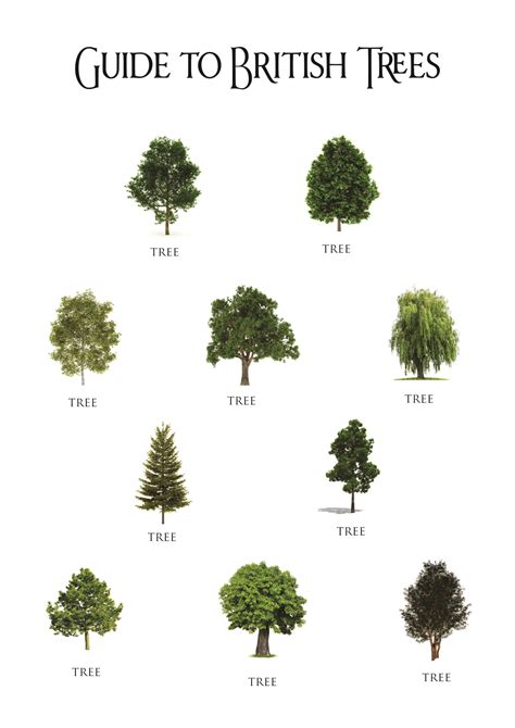 Guide To British Trees The Tattoo Parlour By Bps