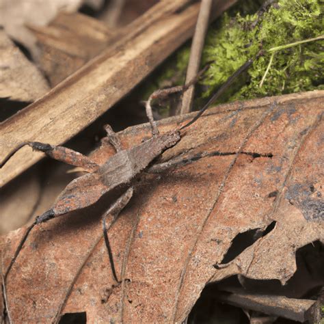 Camillus De Lellis Catholic Saints Day