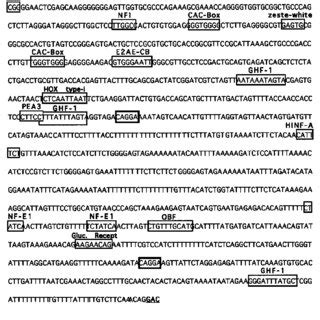 Schematic Representation Of NF L DNA Constructs Internal Deletion Download Scientific Diagram